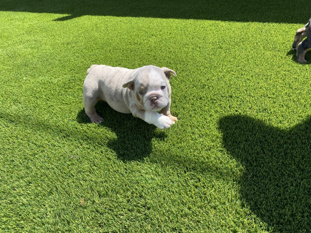 Install an Artificial Turf Indoor Dog Park - NexGen Lawns